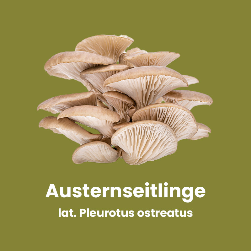 Austernseitlinge • lat. Pleurotus ostreatus 🌲 Pilzzucht Mandarin GmbH